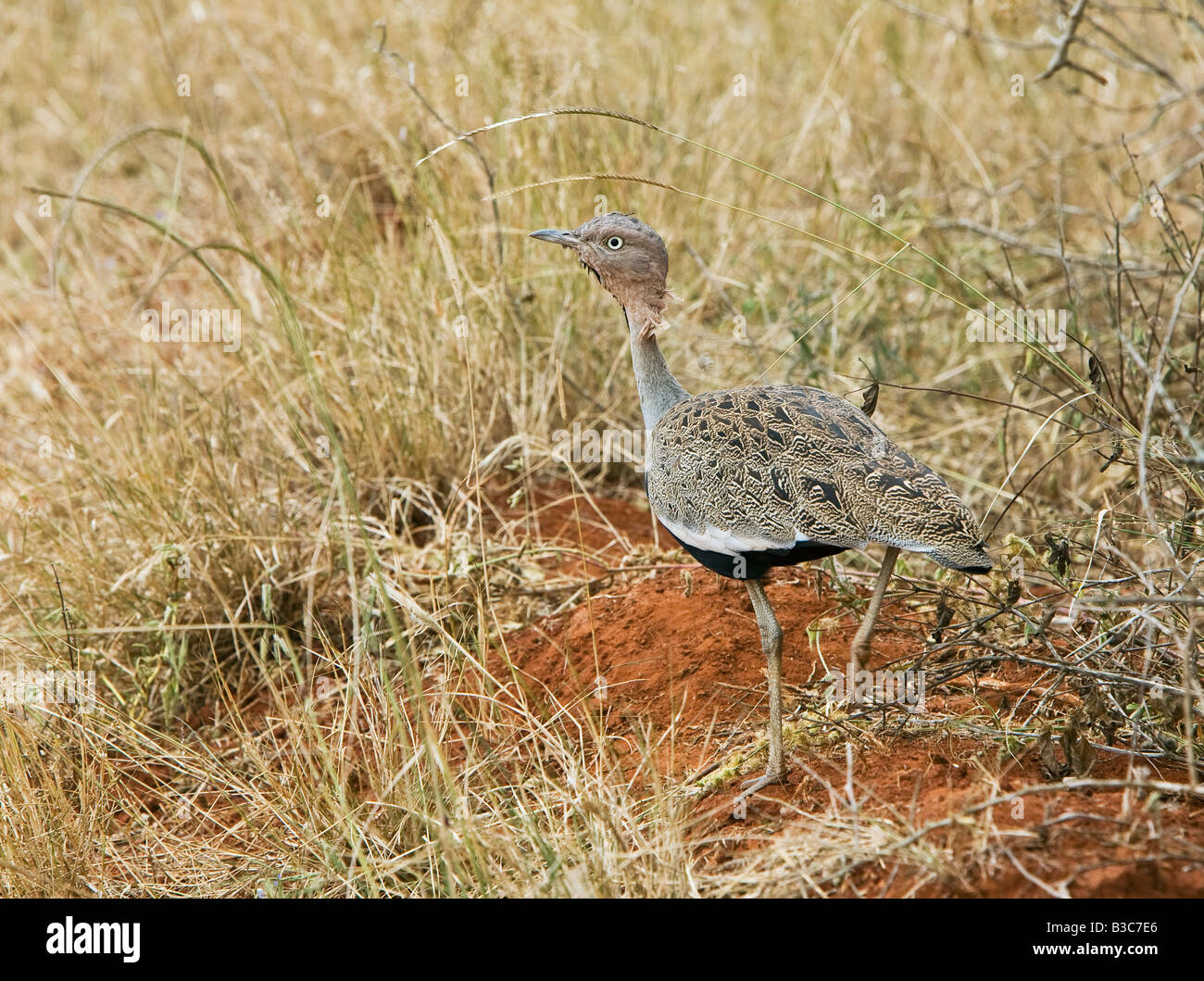 Buff crested bustard hi-res stock photography and images - Alamy