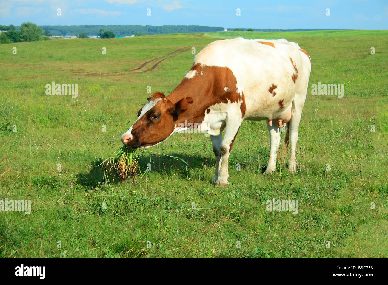 Cows grazing on meadow hi-res stock photography and images - Alamy