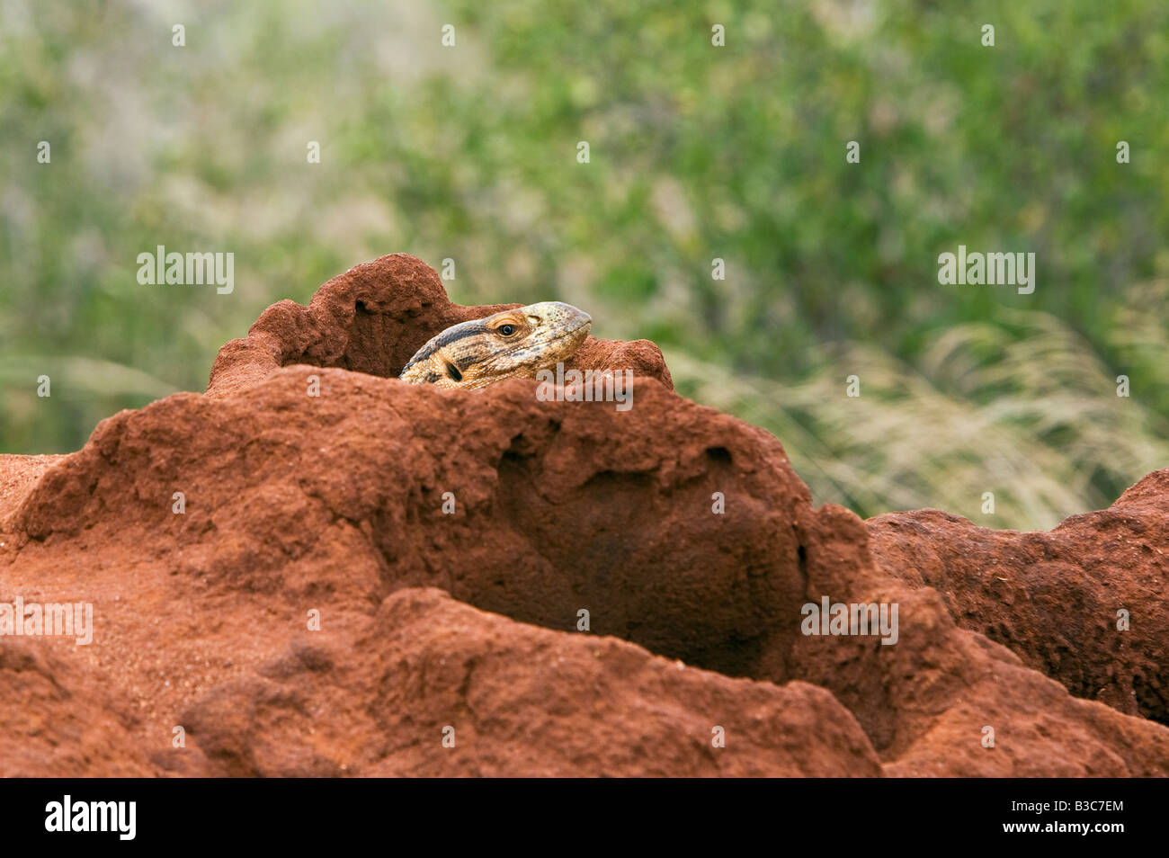 Kenya, Tsavo West National Park. A white-throated savanna monitor ...