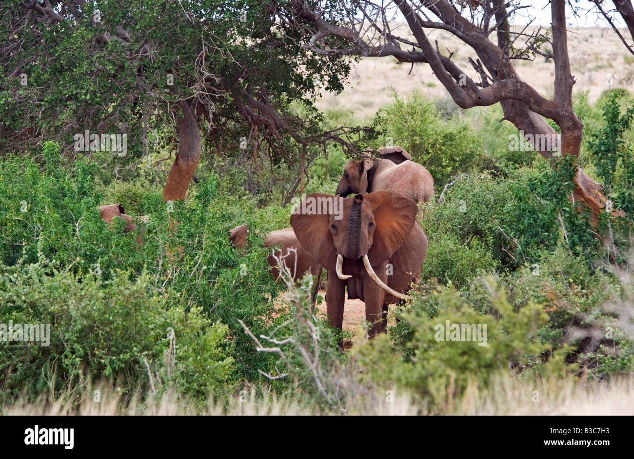 Kenya, Tsavo East National Park. A cow elephant with unusual tusks ...