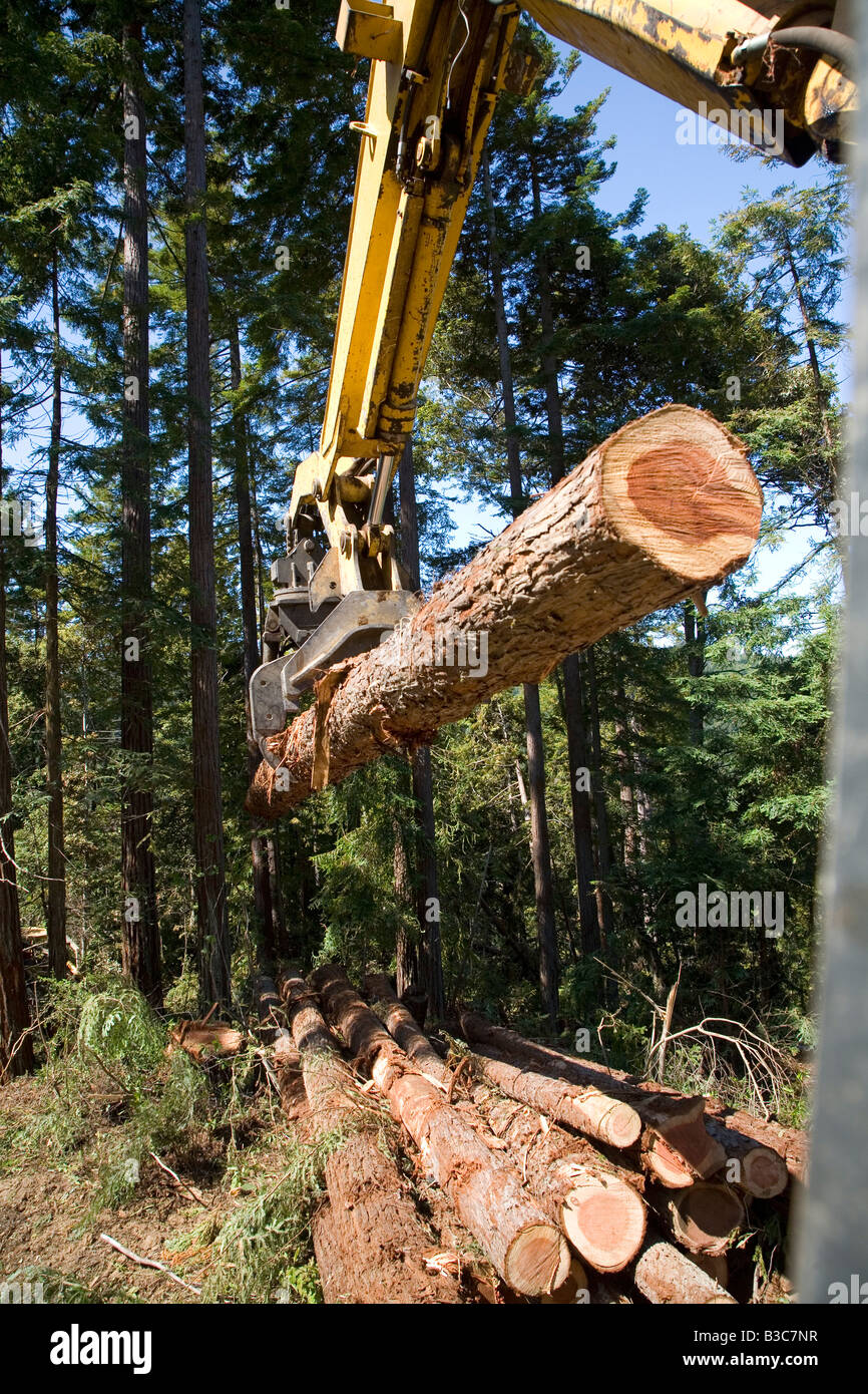 Logging Redwoods In Northern California Stock Photos & Logging Redwoods ...