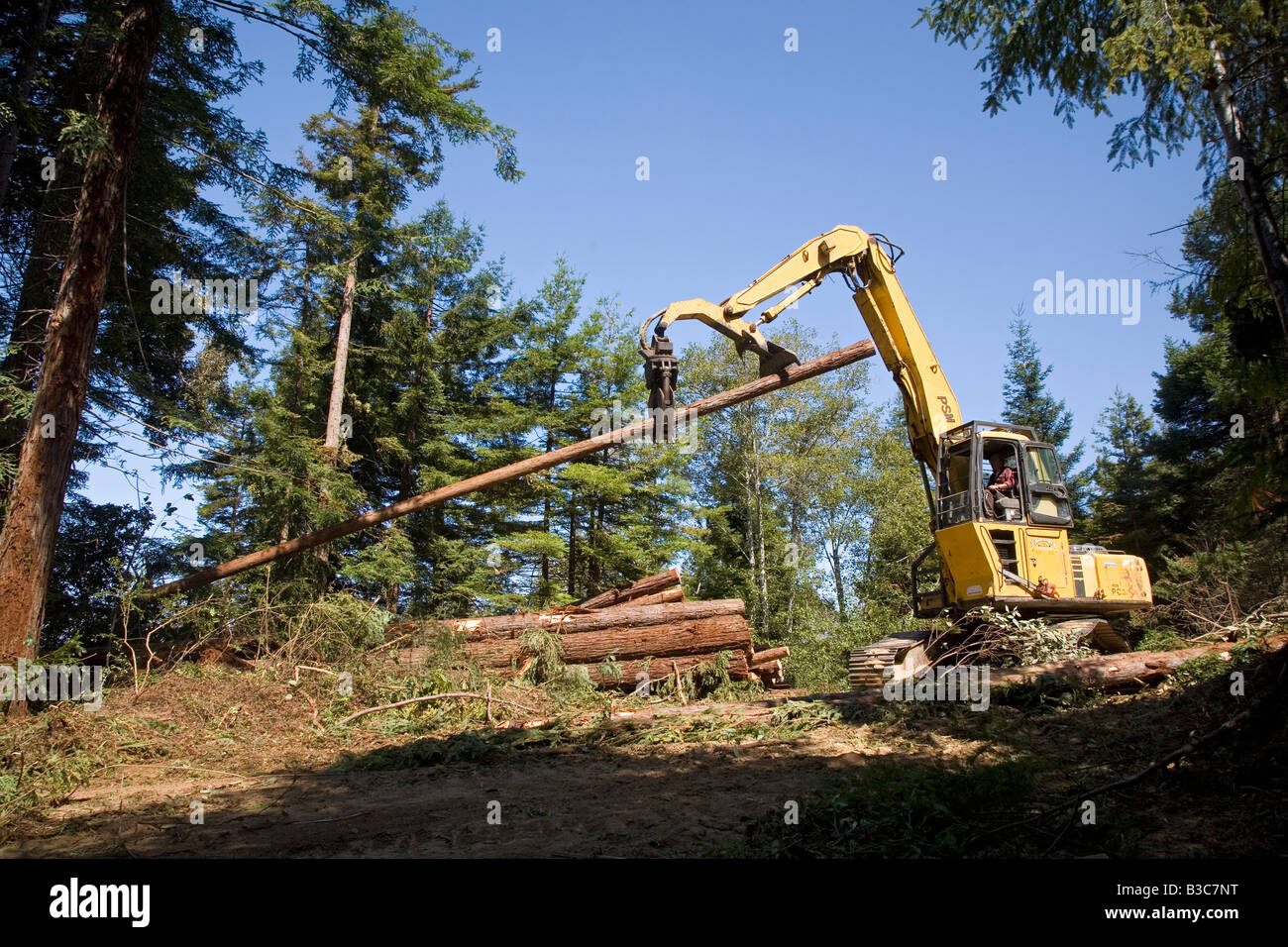 Logging industry redwood trees hi-res stock photography and images - Alamy