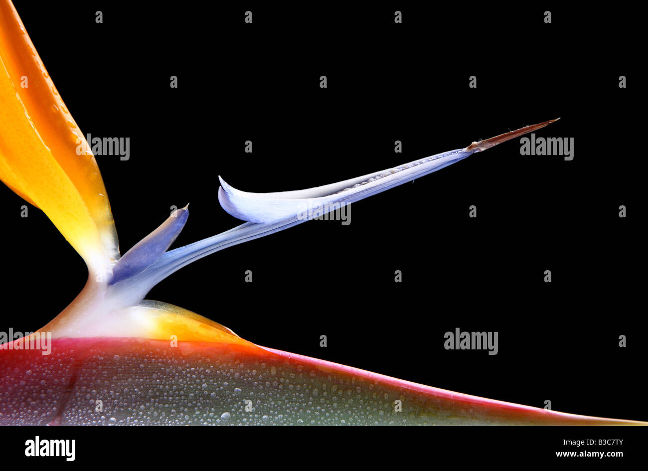 A close-up of an isolated strelitzia exposing its brilliant colors ...