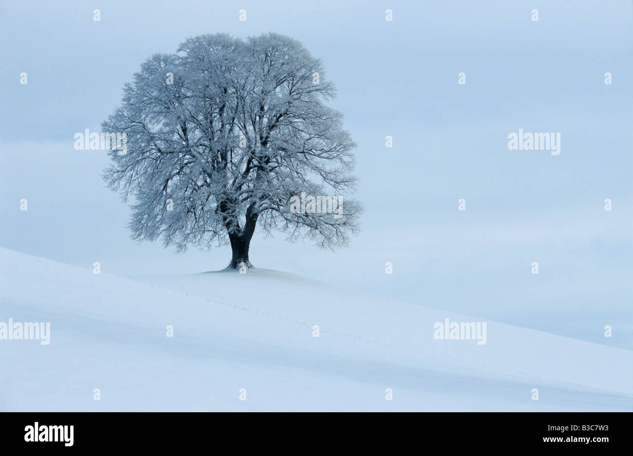 Linden tree (Tilia sp.),bare tree with frost in winter, Switzerland ...