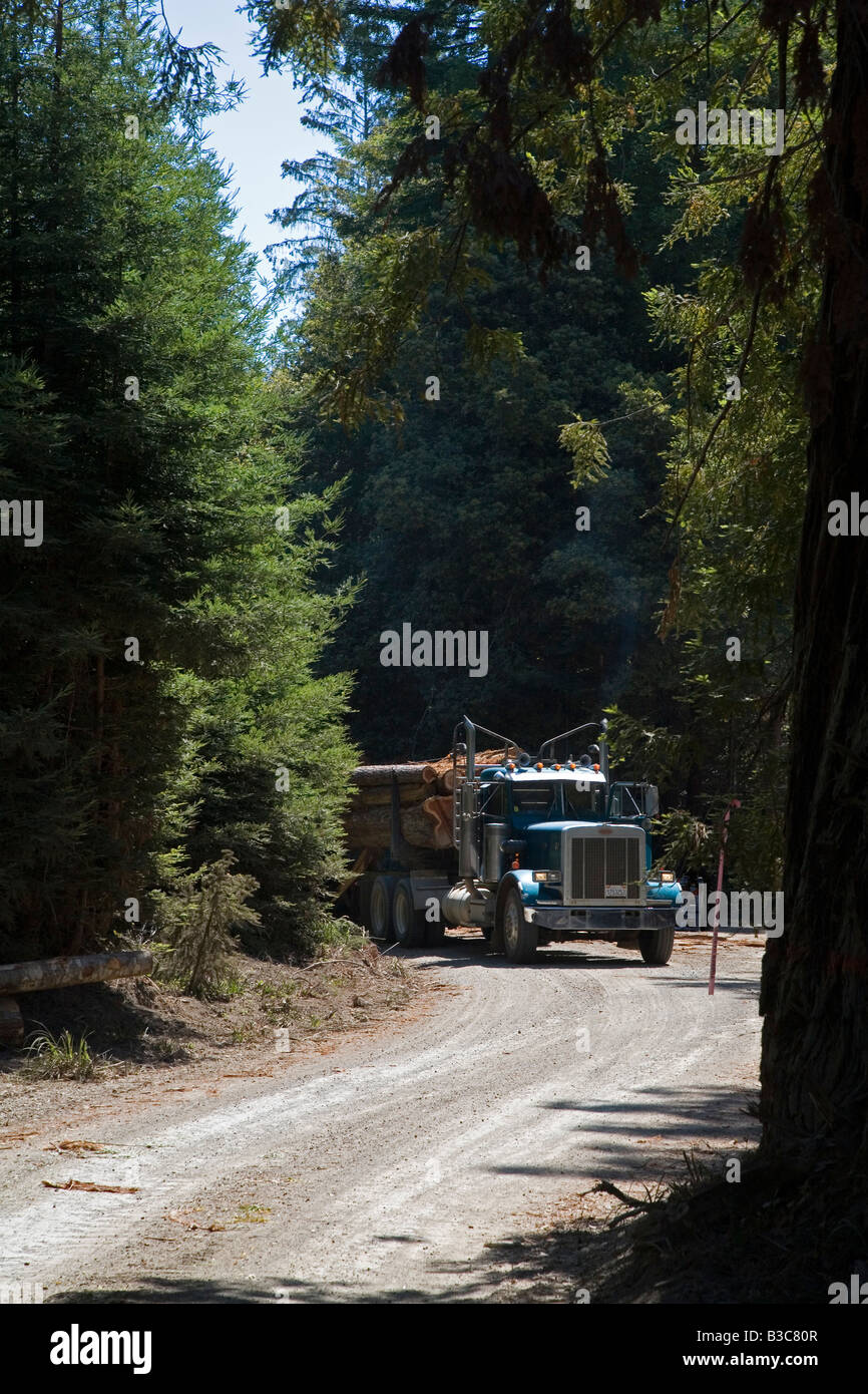 Loading logs timber logging truck trees hi-res stock photography and ...