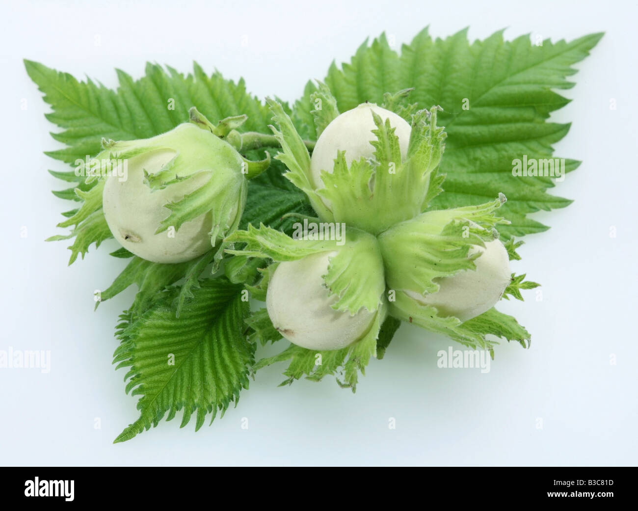 Filbert nut hi-res stock photography and images - Alamy