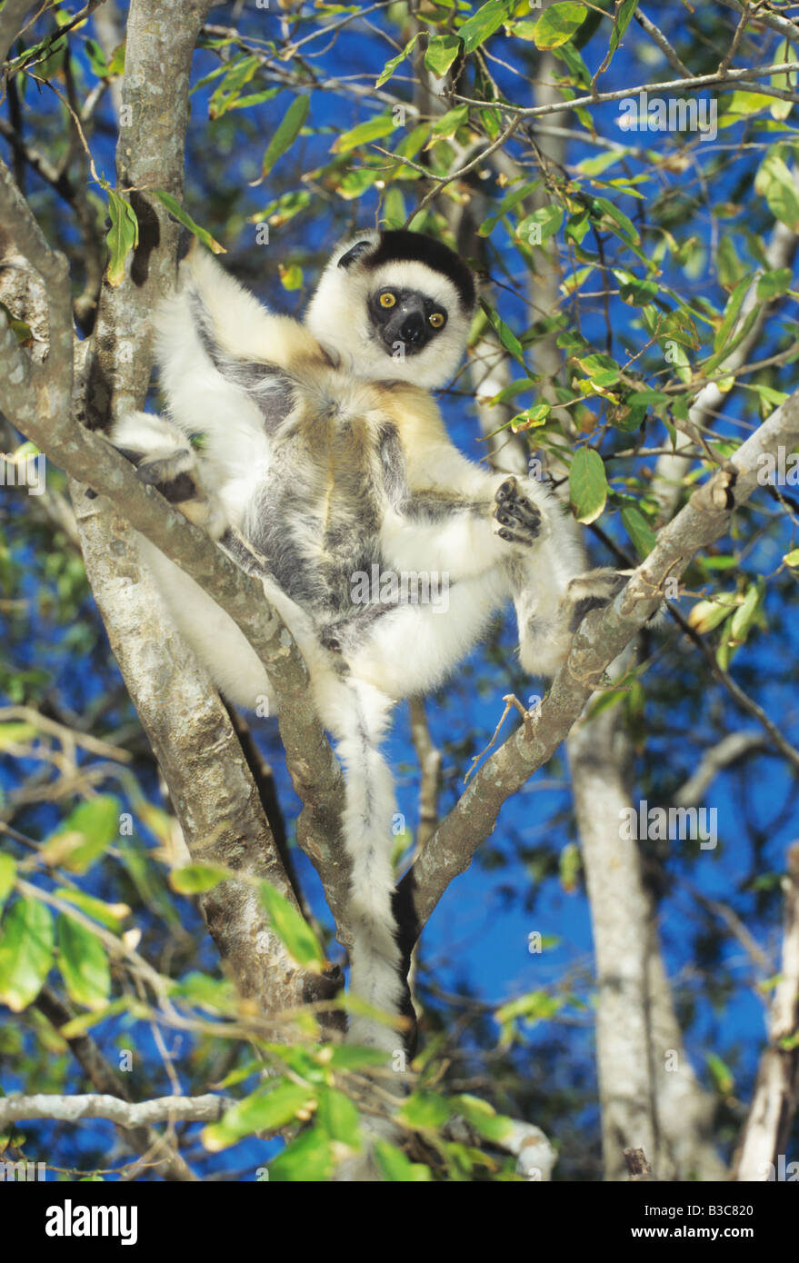 Verreaux's Sifaka Propithecus verreauxi adult in tree Madagascar Africa ...