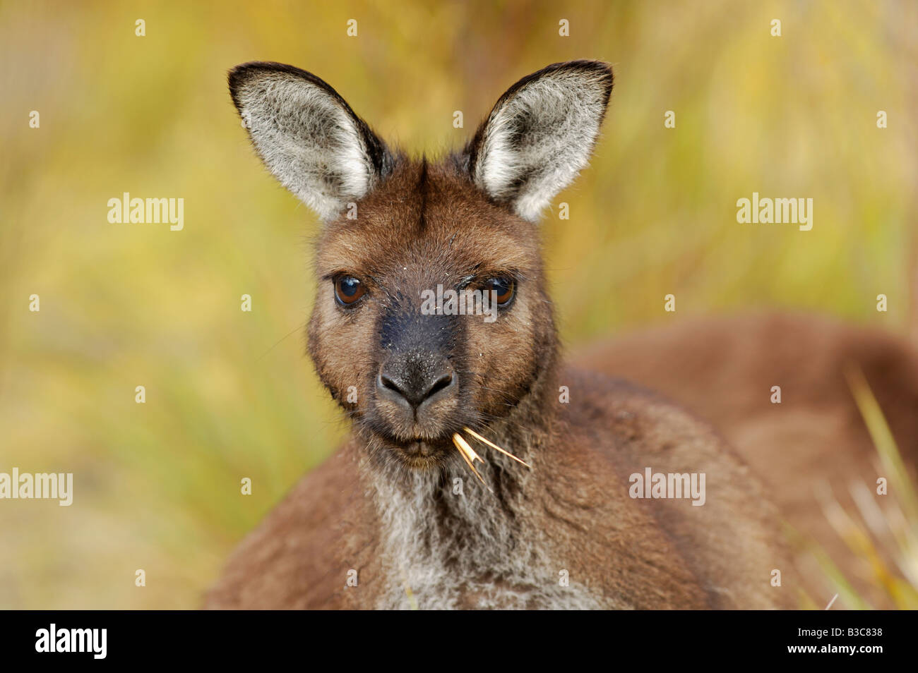 Kangaroo behaviour hi-res stock photography and images - Alamy