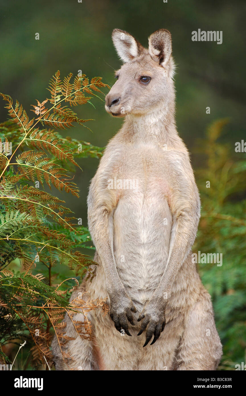 Kangaroo Foot High Resolution Stock Photography and Images - Alamy