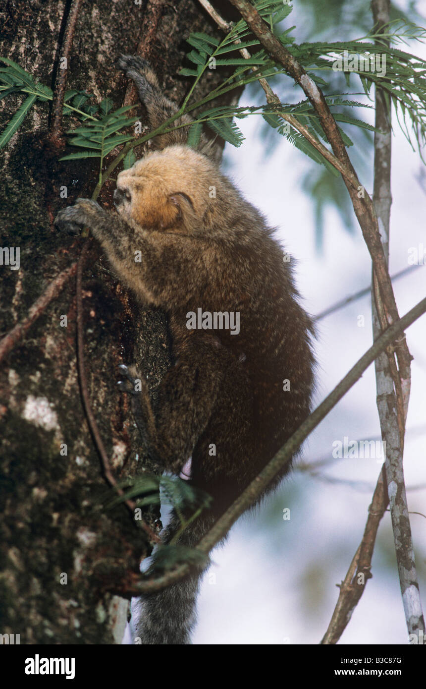 Buffy headed marmoset Callithrix flaviceps Callitrichidae an endangered ...