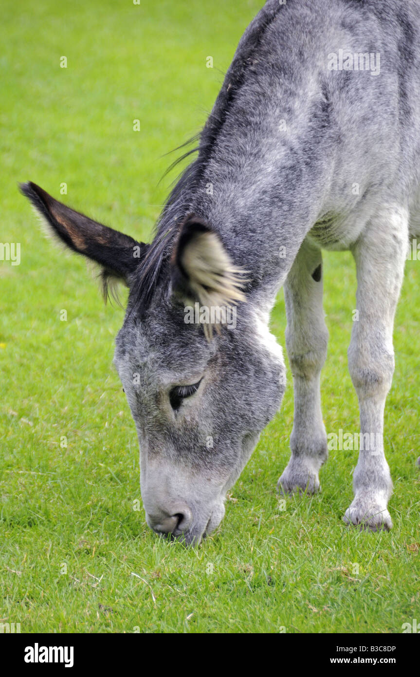Grey Donkey grazing in field England UK Stock Photo - Alamy