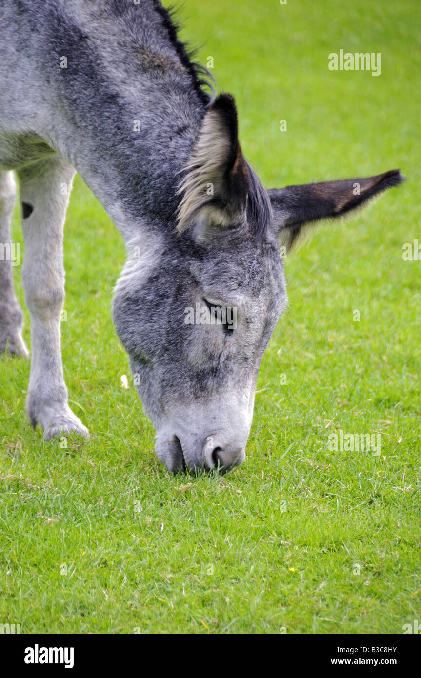 Donkey uk hi-res stock photography and images - Alamy