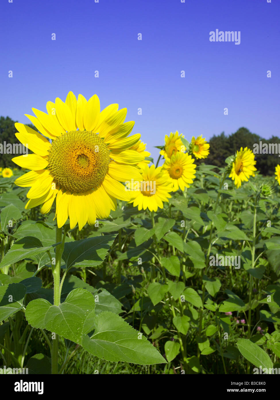 Sun_flower hi-res stock photography and images - Alamy