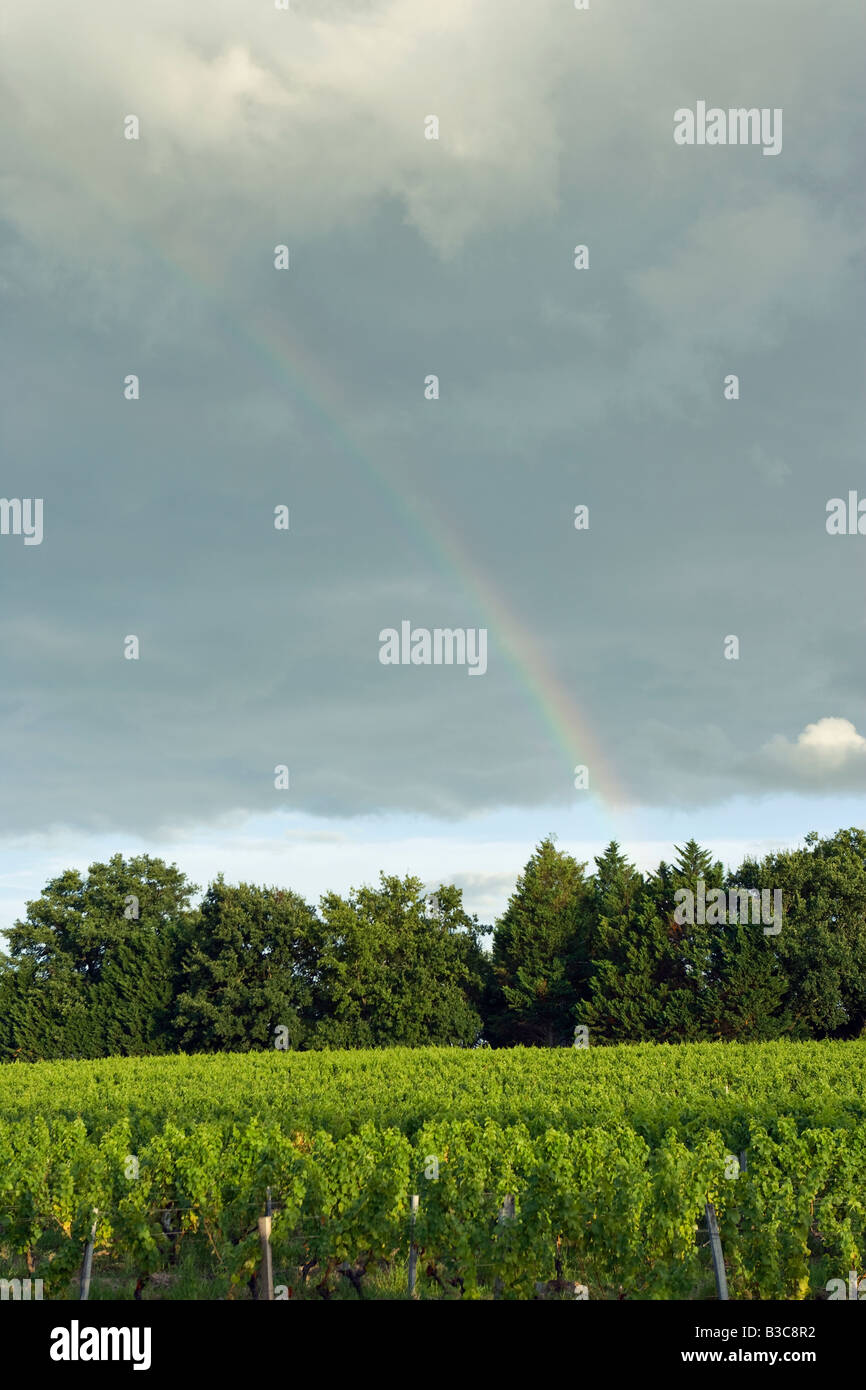 Vineyard vine rainbow landscape Bordeaux France Stock Photo - Alamy