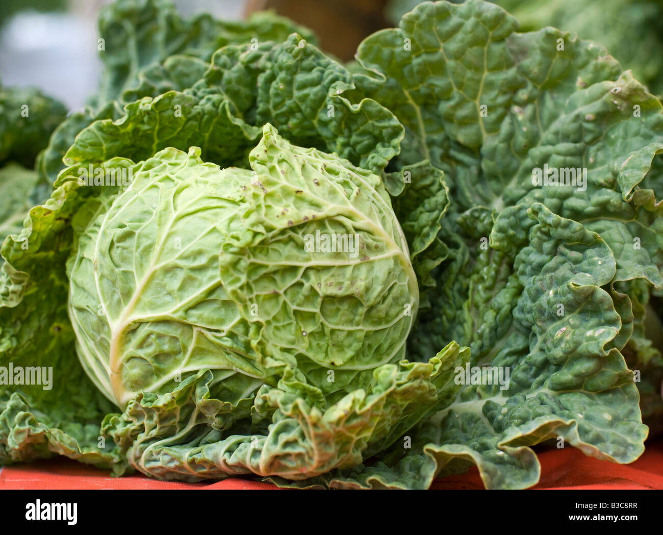 Close-up of organic cabbage at a farmers market Stock Photo - Alamy