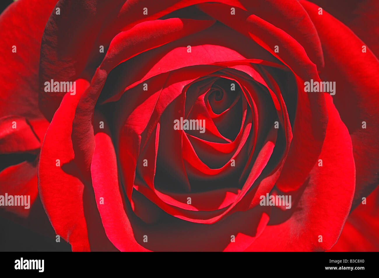 Heart of a deep red rose at Julia Davis Park, The Rose Garden, Boise ...