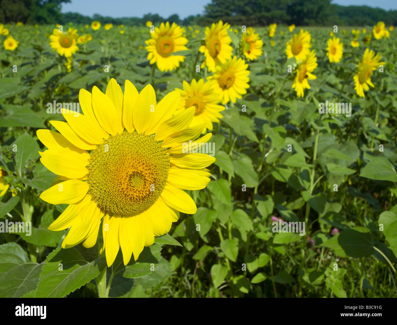 Sunflower Flower Detail In Field With Many Other Sunflowers Stock Photo ...