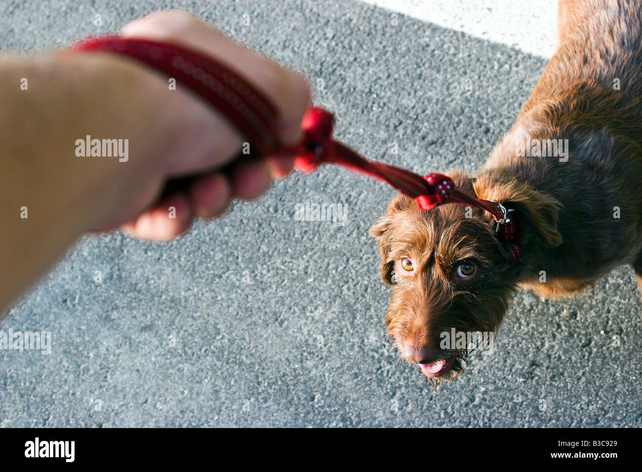 Dog Straining Against the Leash Stock Photo - Alamy