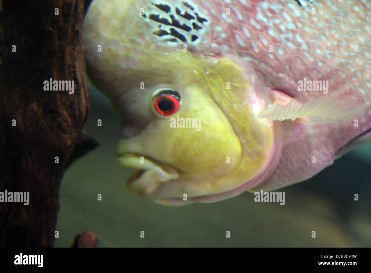 tropical fish in aquarium Stock Photo - Alamy