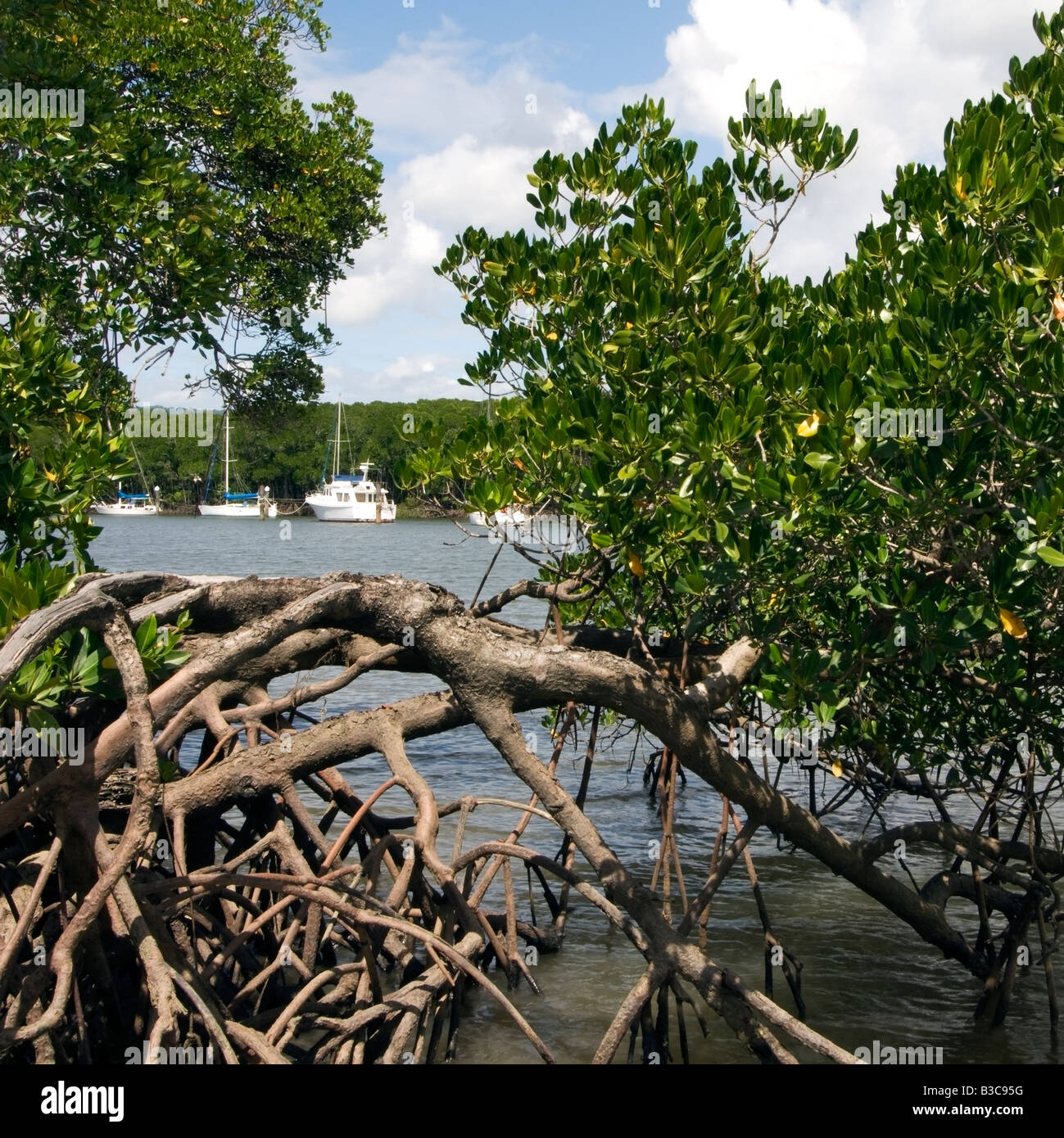 Mangrove bordering 'Dickson Inlet' 'Port Douglas' Australia Stock Photo ...