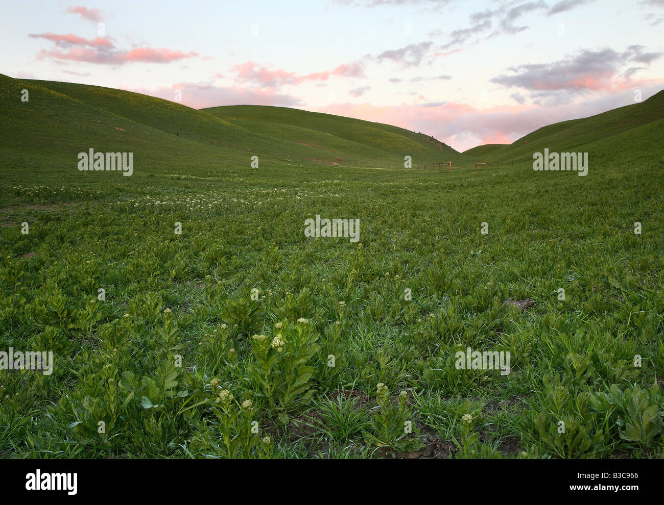 Green pastures and rolling hills with a sunset sky Stock Photo - Alamy