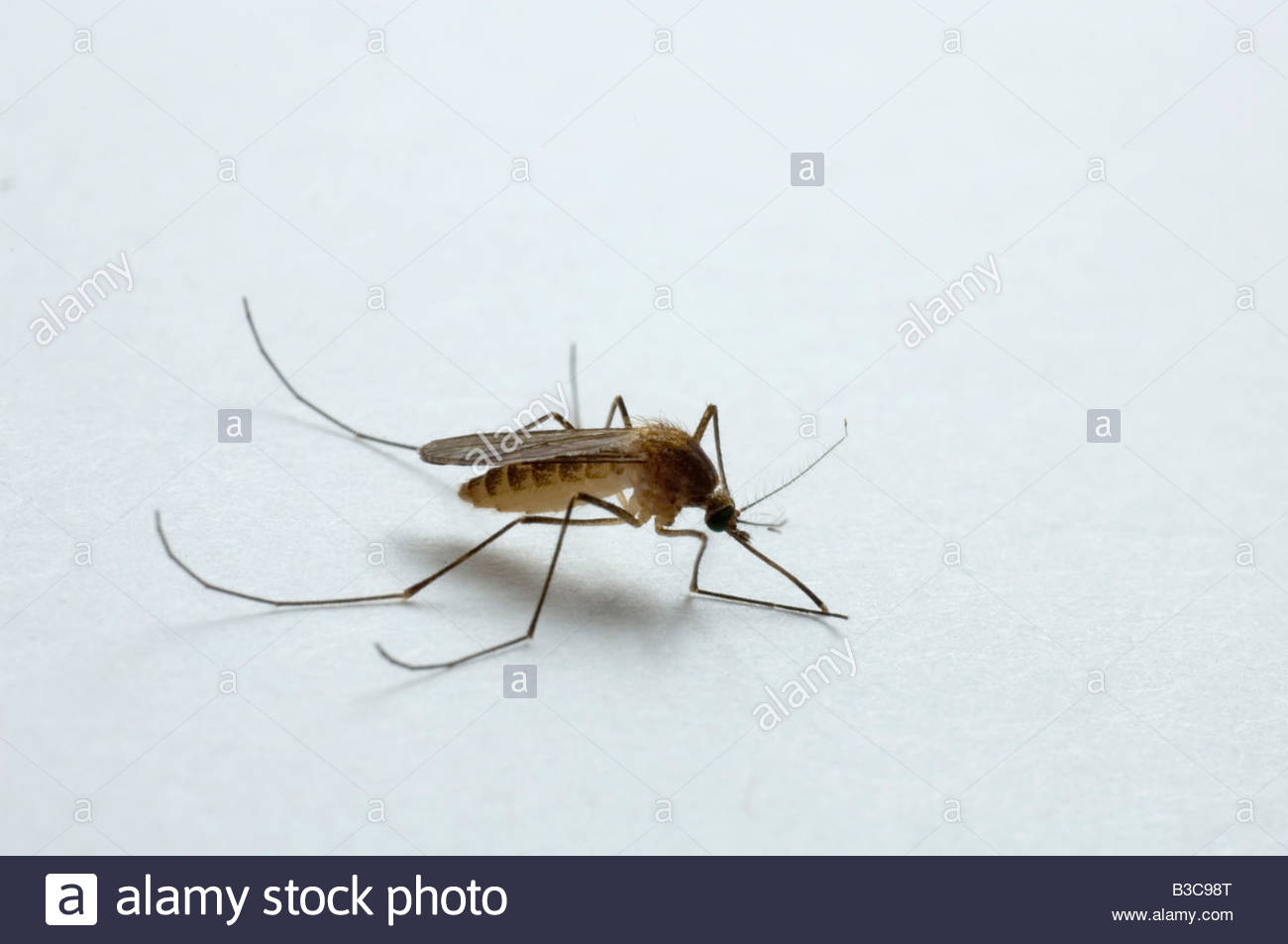 Culex Mosquito Stock Photos & Culex Mosquito Stock Images - Alamy