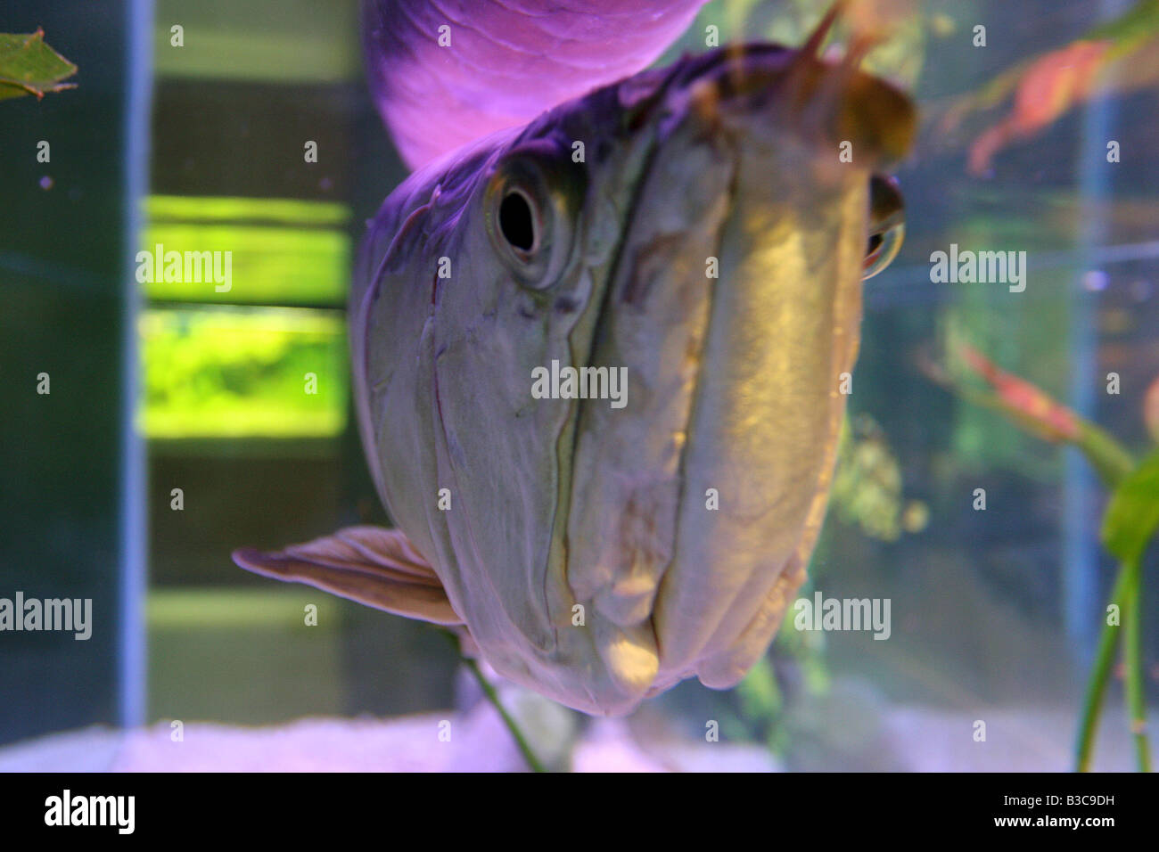 tropical fish in aquarium Stock Photo - Alamy