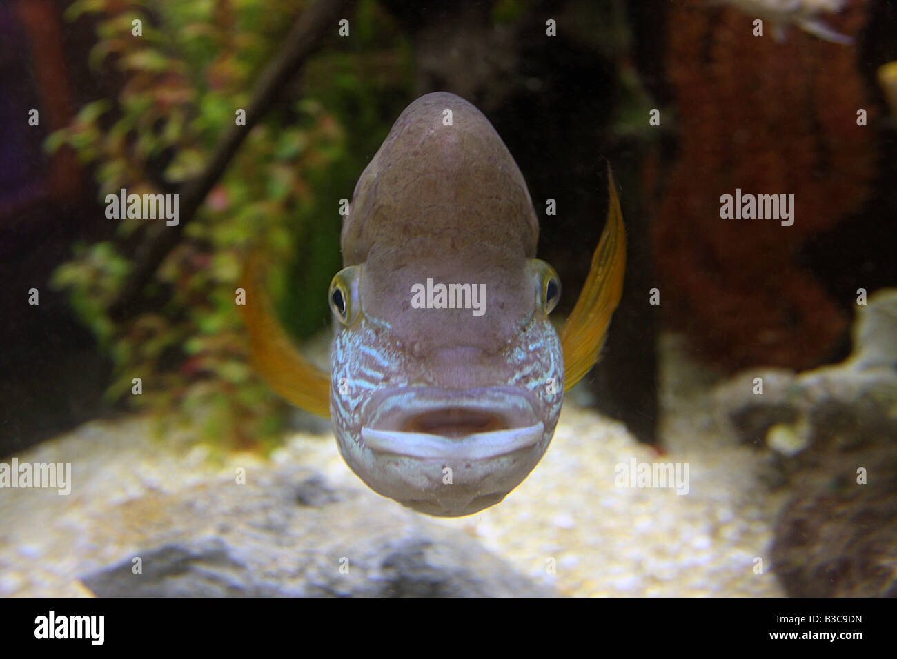 tropical fish in aquarium Stock Photo - Alamy