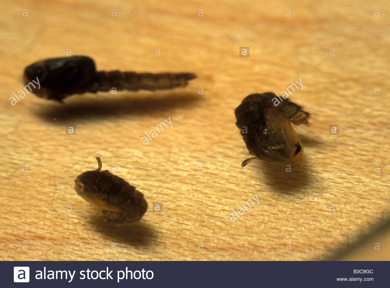 Mosquito Male Female Stock Photos & Mosquito Male Female Stock Images ...