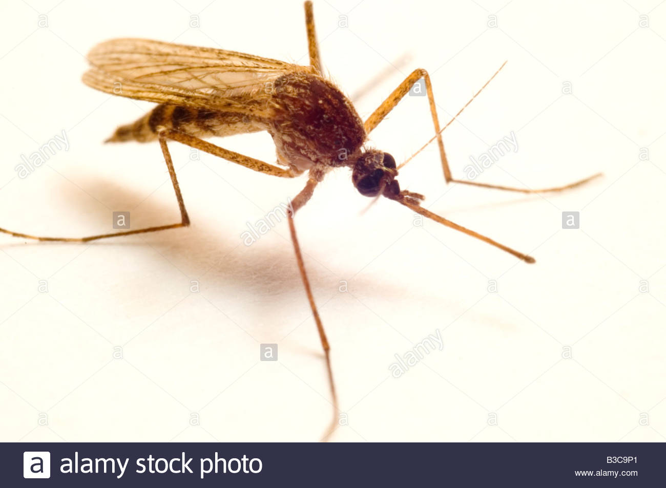 Aedes Mosquito High Resolution Stock Photography and Images - Alamy