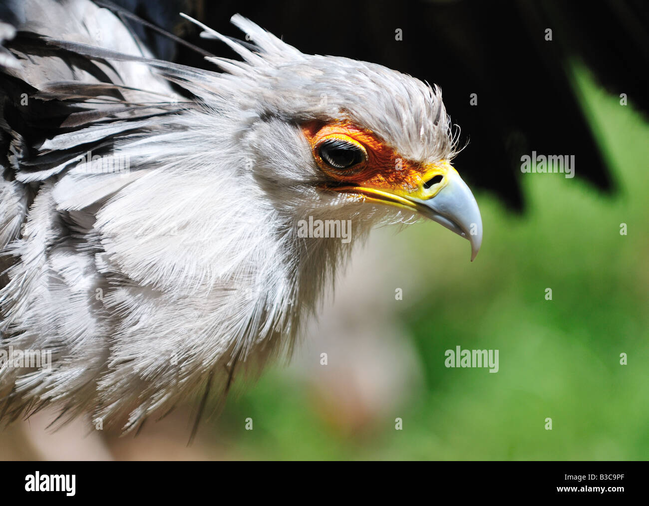 African secretary bird hi-res stock photography and images - Alamy