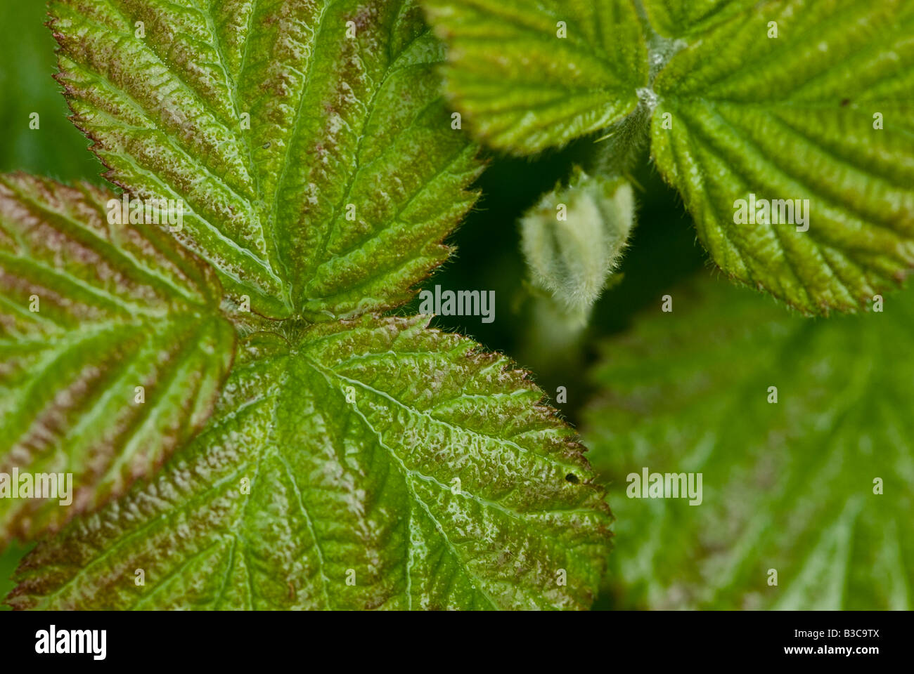 Bramble plant (Rubus fructicosus) leaves Stock Photo - Alamy