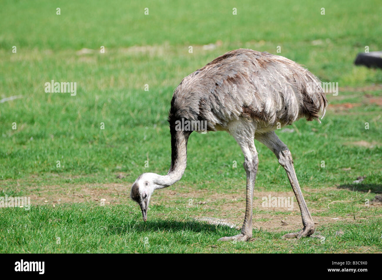 American rhea hi-res stock photography and images - Alamy