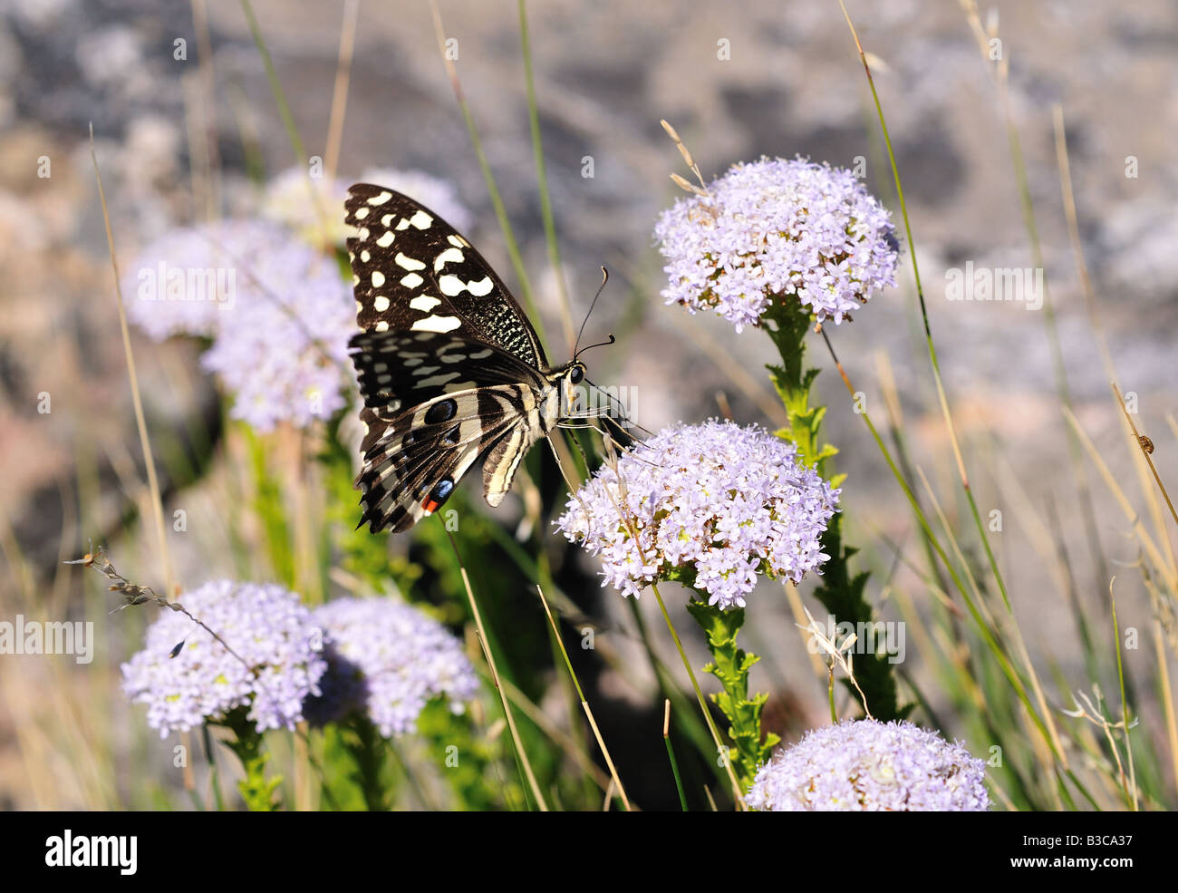 Citrus Swallowtail butterfly Stock Photo - Alamy