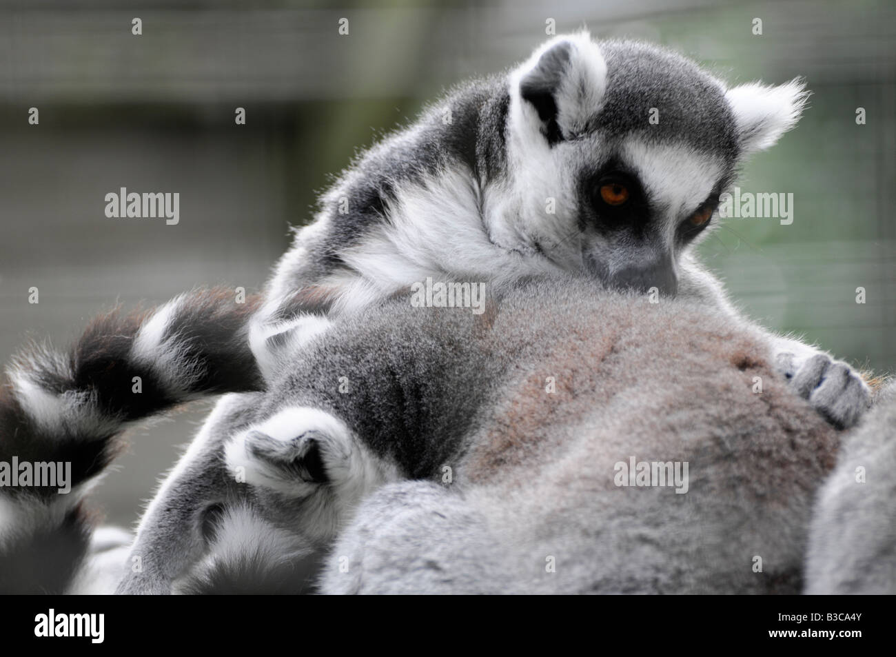 Lemur madagascar grooming hi-res stock photography and images - Alamy