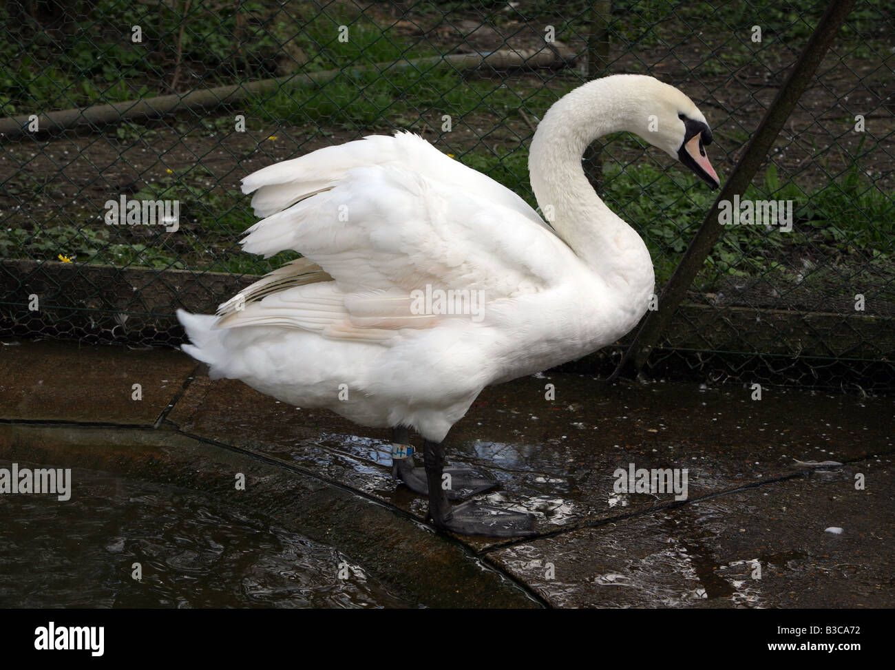 A swan infected with a bacteria that turns it s feathers pink Stock ...
