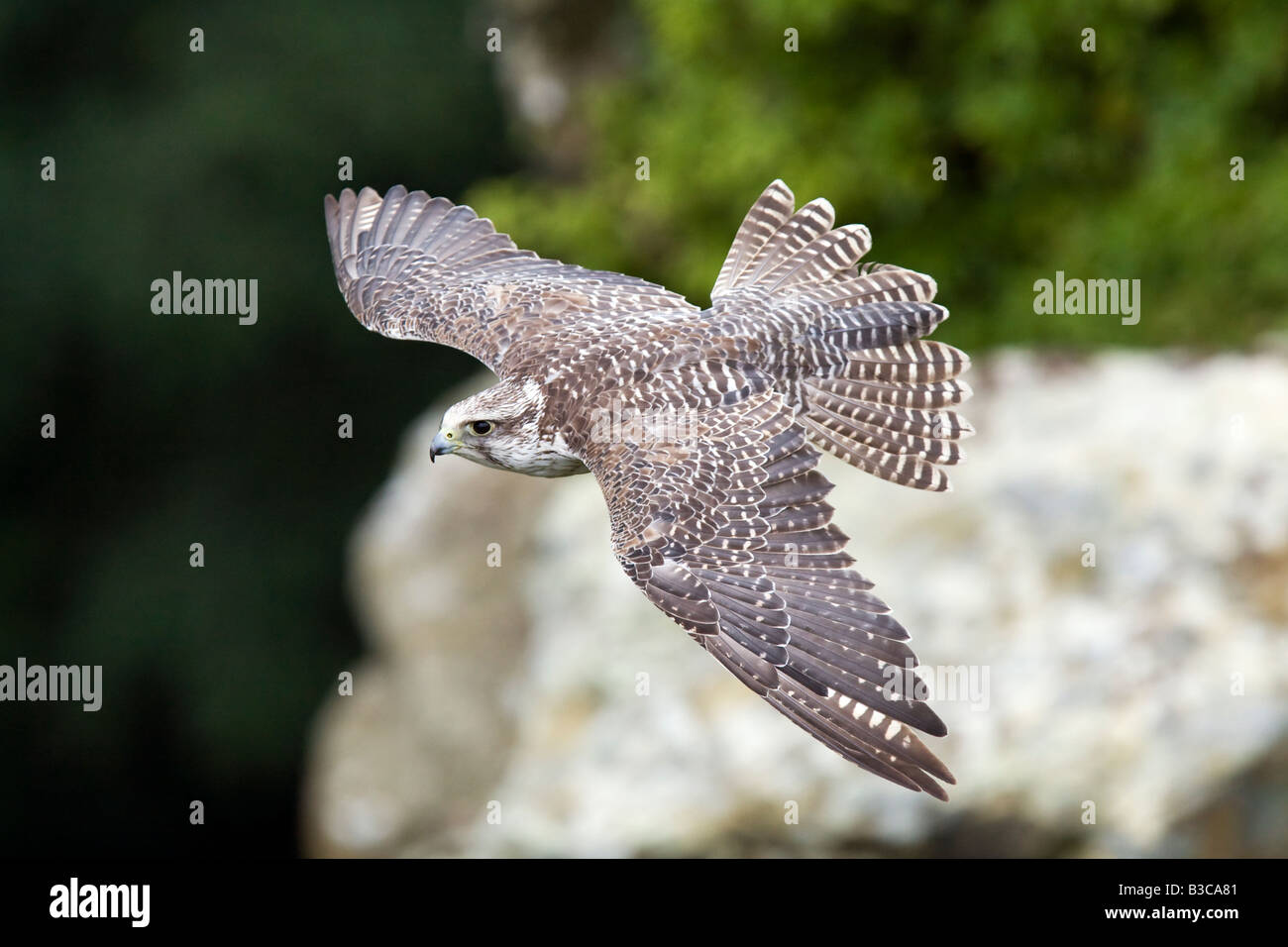 Gyrfalcon (Falco rusticolus) in flight Stock Photo - Alamy