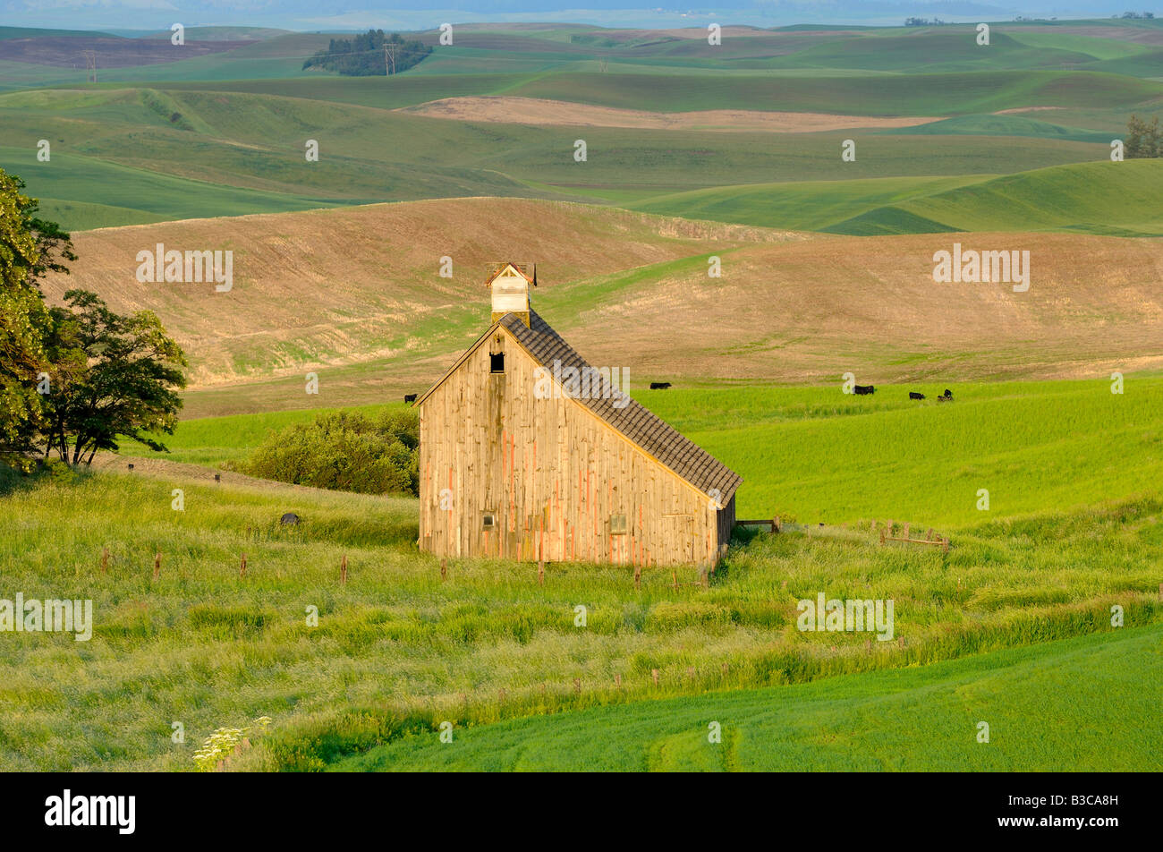Old barn The Palouse Washington State USA Stock Photo - Alamy
