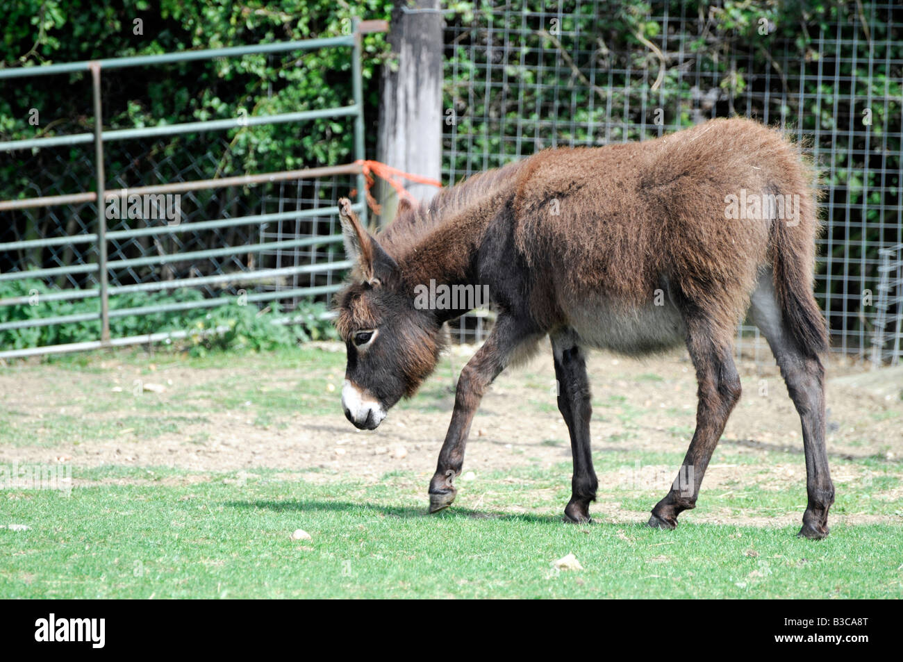 The Poitou Donkey is the rarest and largest breed of domesticated ...