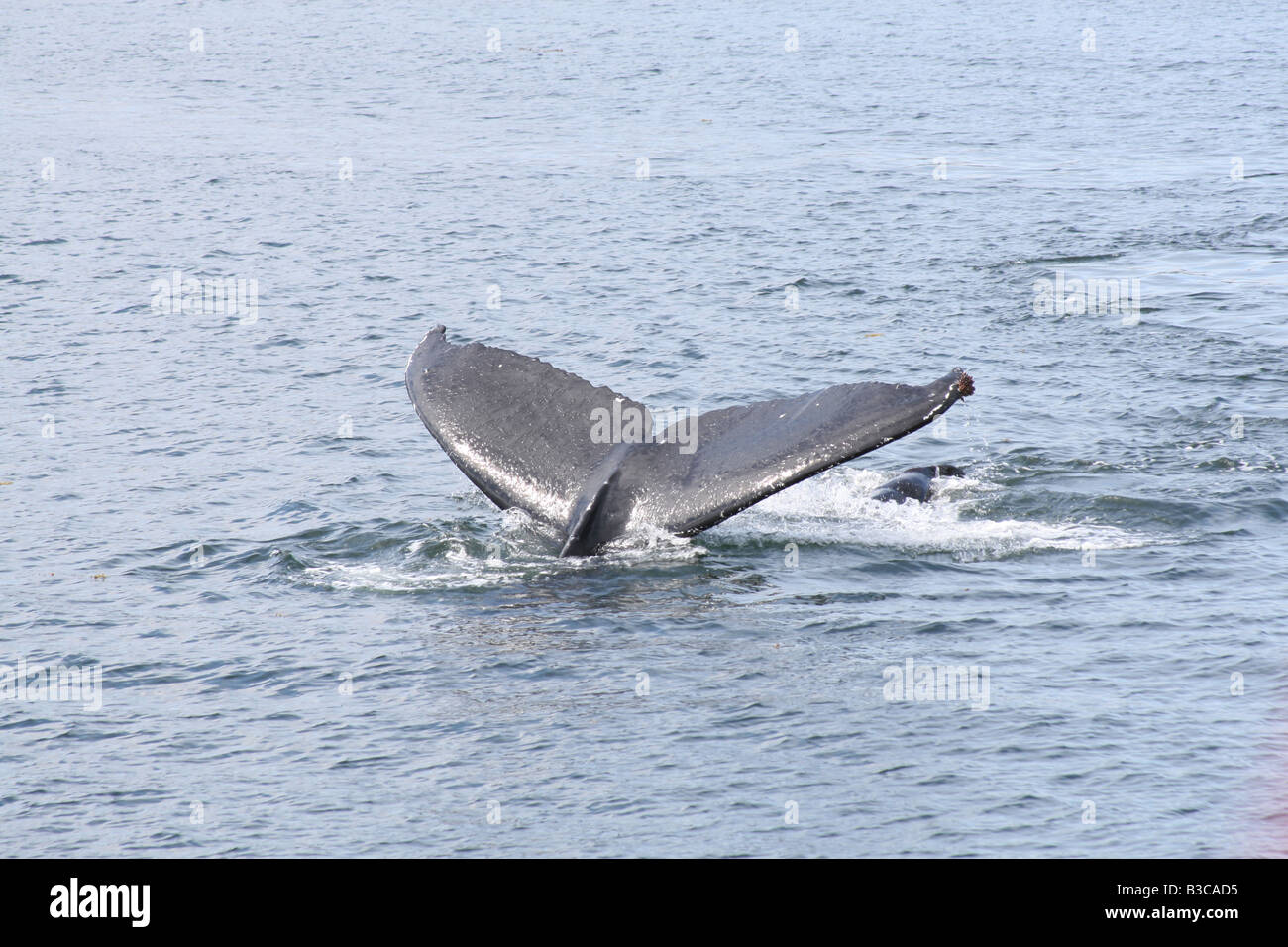 Whales tail hi-res stock photography and images - Alamy