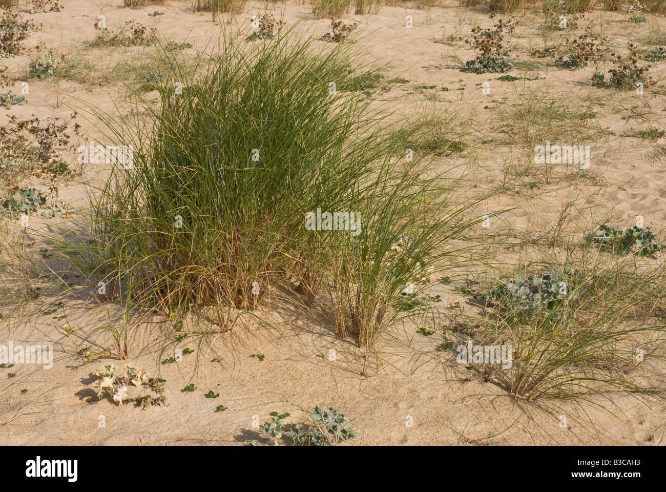 Marram grass growing in a coastal sand dune Stock Photo - Alamy