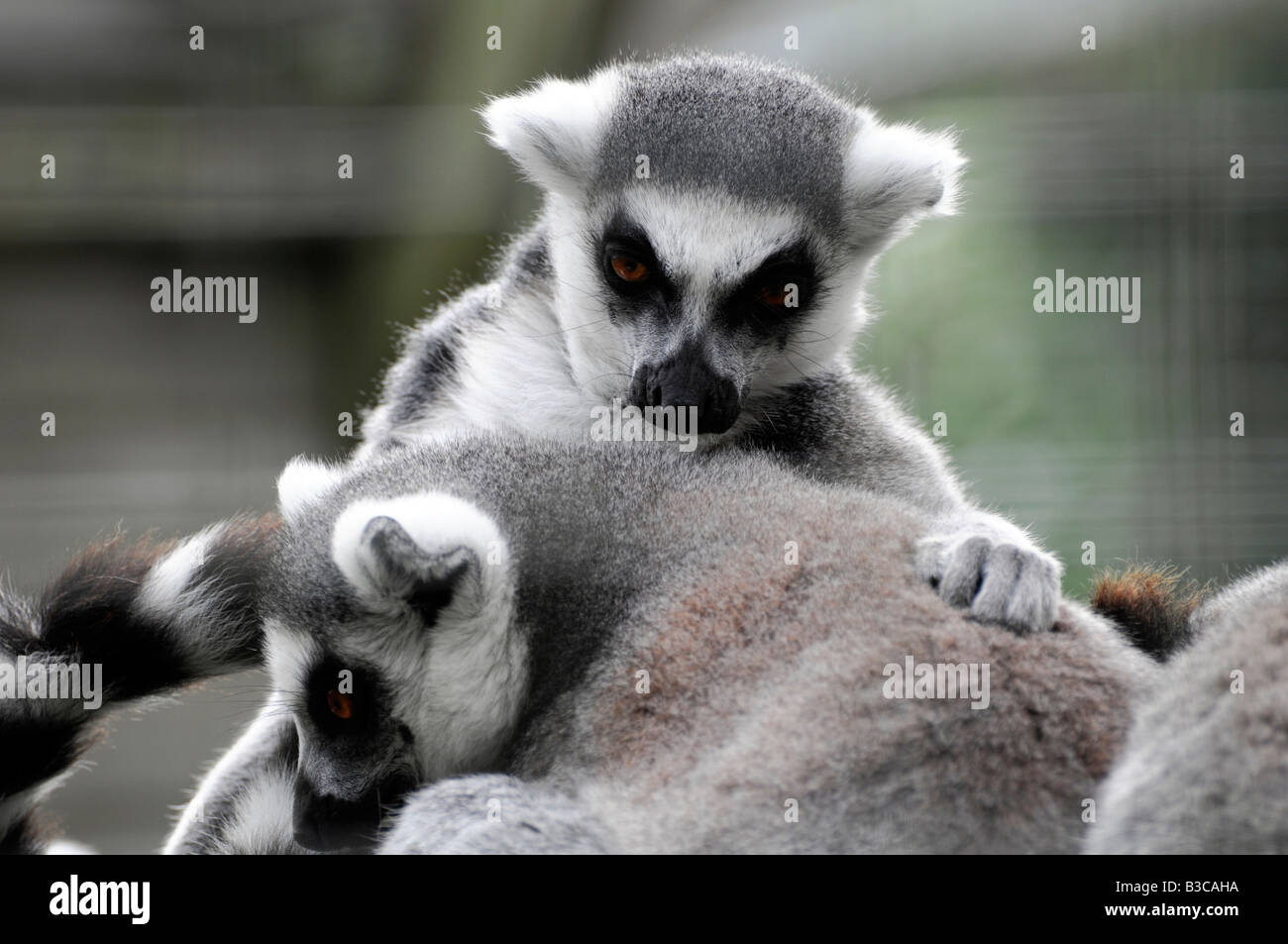 Ring-tailed Lemurs, found only on the island of Madagascar. Although it ...