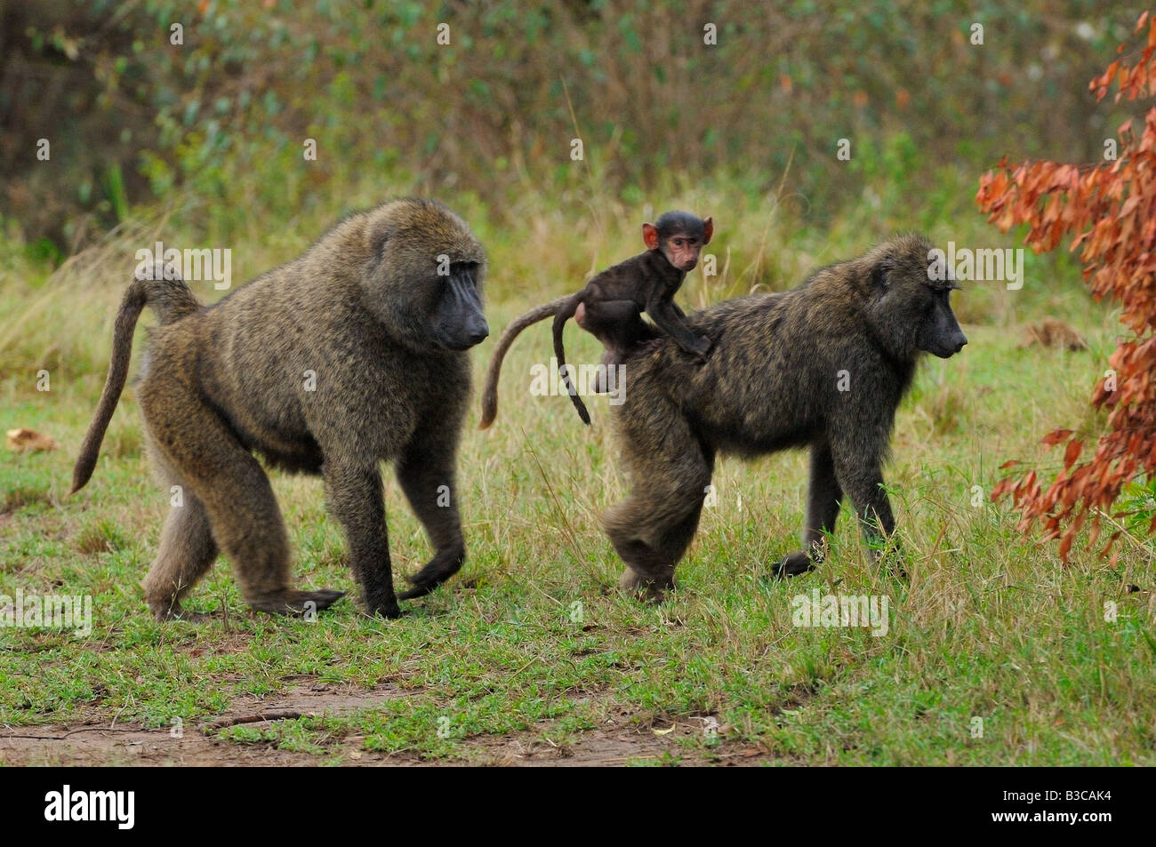 Baboon family hi-res stock photography and images - Alamy