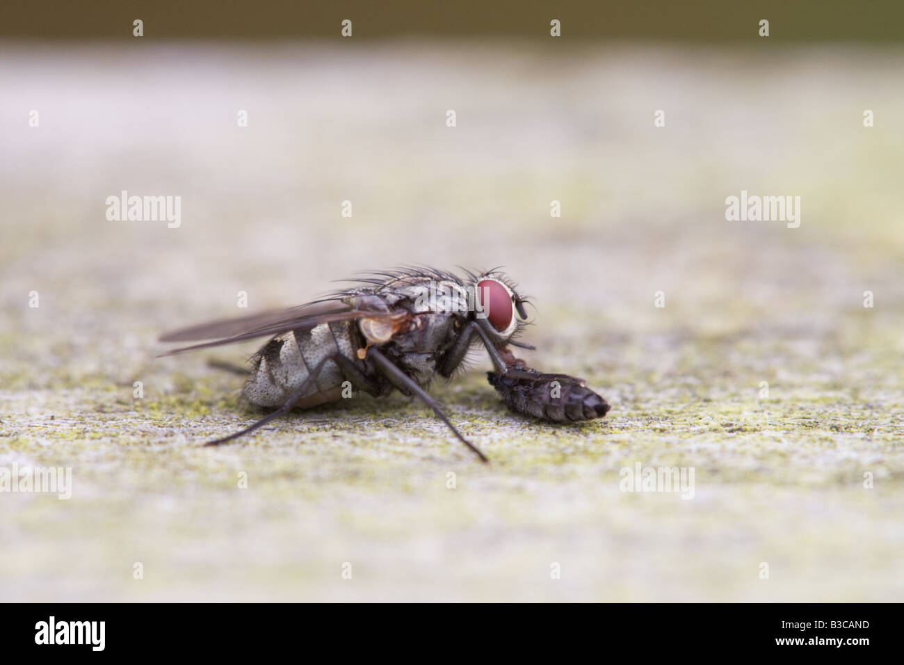 House-fly Muscidae species feeding on a prey item Stock Photo - Alamy