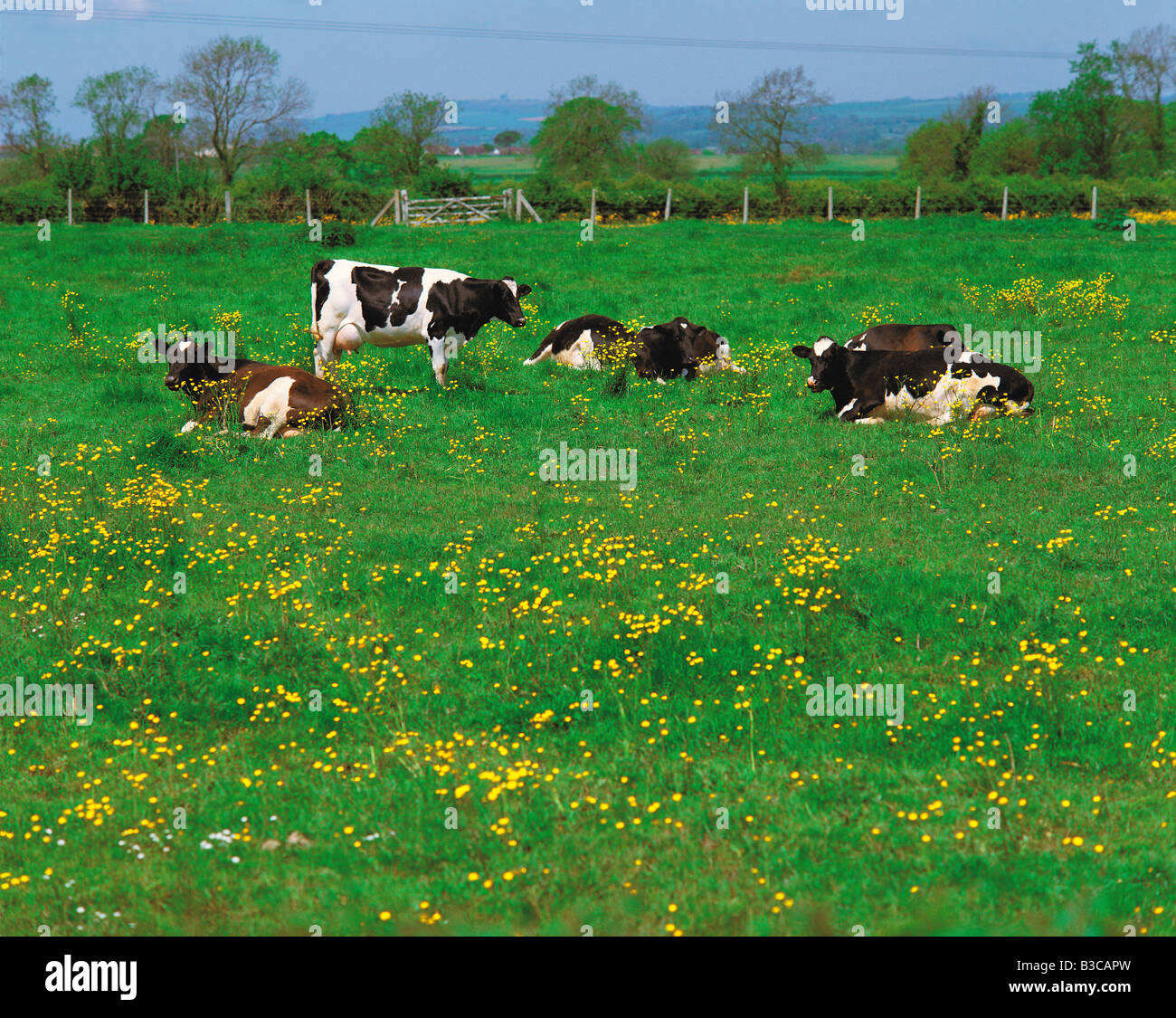 Dairy cattle in a field in Somerset, England Stock Photo - Alamy