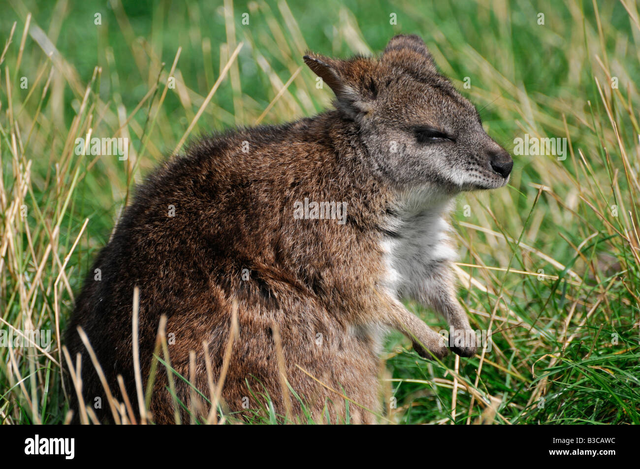 Parma Wallaby, thought to be extinct until a small community was ...