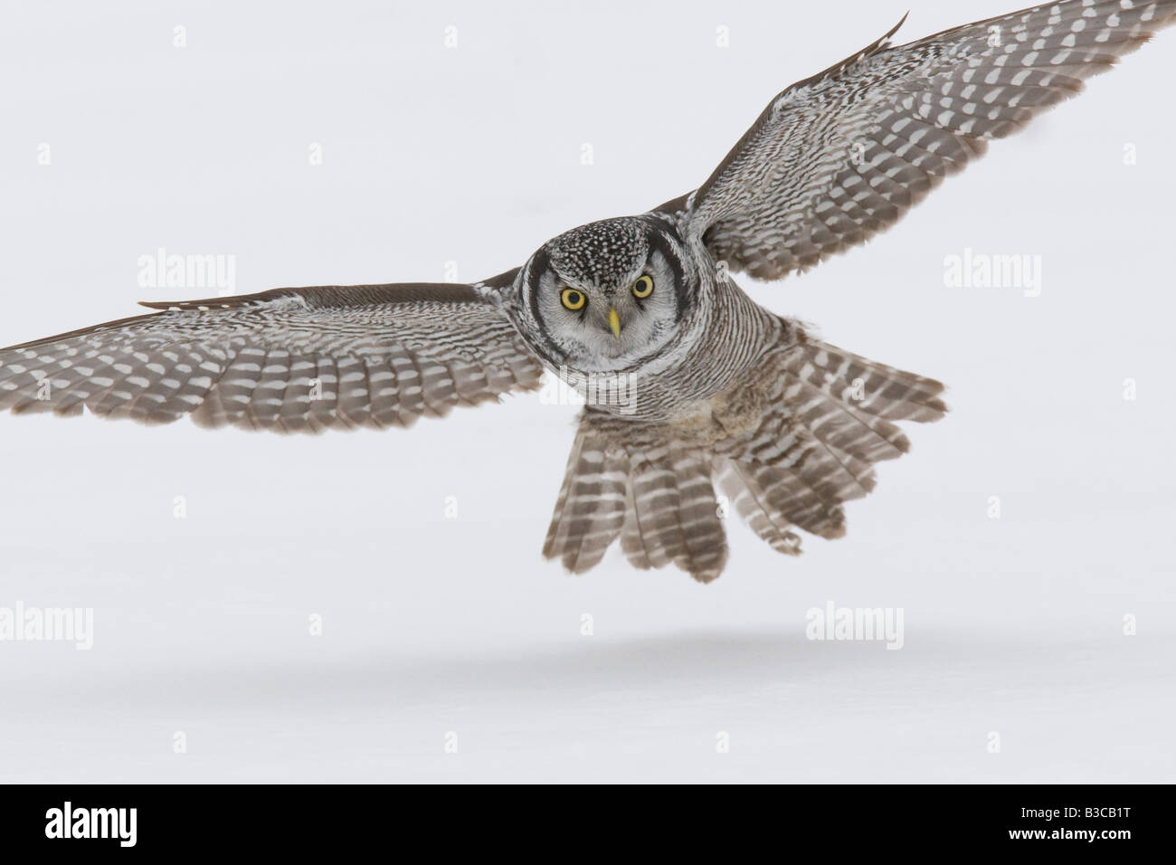 Northern Hawk Owl (Surnia ulula Stock Photo - Alamy