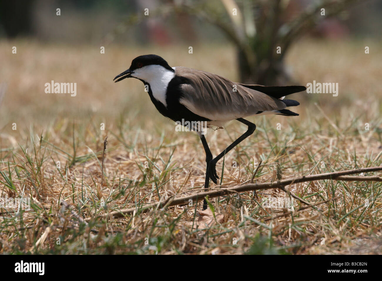 Spur Winged Plover Stock Photo - Alamy