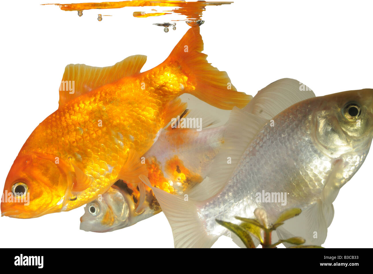 goldfish with white background Stock Photo - Alamy