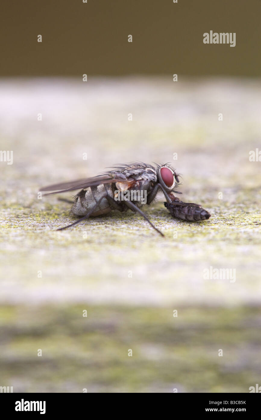 Muscidae hi-res stock photography and images - Alamy